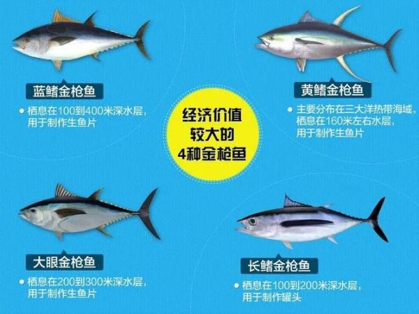 金枪鱼价格多少钱一斤_影响金枪鱼价格的因素-第2张图片-山城妙识