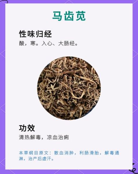 马齿苋中毒症状_马齿苋中毒怎么办-第3张图片-山城妙识