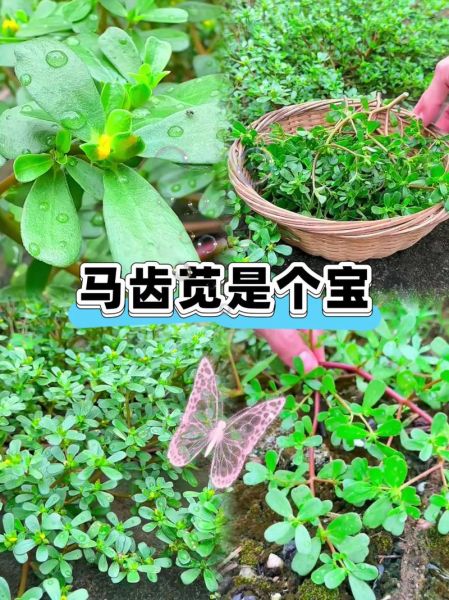 马齿苋中毒症状_马齿苋中毒怎么办-第2张图片-山城妙识