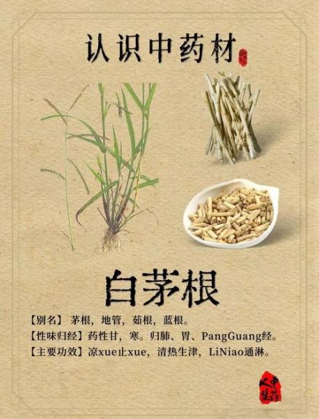 白茅根的功效与作用及用量_白茅根一天吃多少克-第1张图片-山城妙识