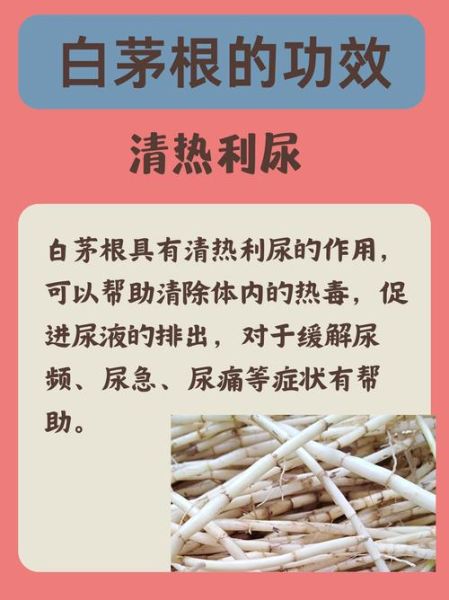 白茅根的功效与作用及用量_白茅根一天吃多少克-第2张图片-山城妙识