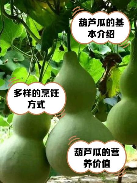 葫芦瓜的营养价值_葫芦瓜怎么吃最健康-第2张图片-山城妙识