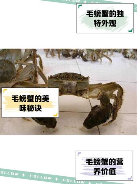 毛蟹的毛怎么处理_毛蟹清洗去毛技巧-第1张图片-山城妙识