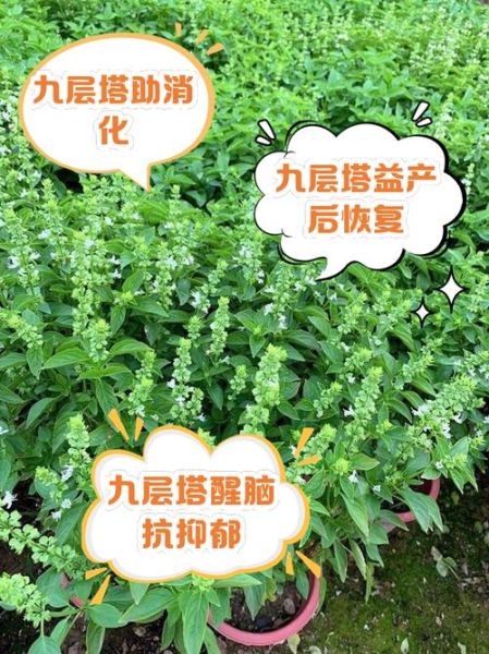 九层塔的功效与作用_九层塔有哪些禁忌-第1张图片-山城妙识