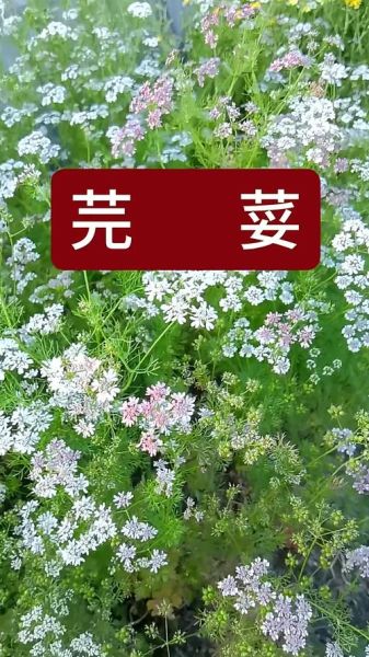 香菜又叫什么名字_香菜别名大全-第3张图片-山城妙识