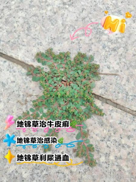 地锦草的功效与作用_地锦草怎么使用-第1张图片-山城妙识