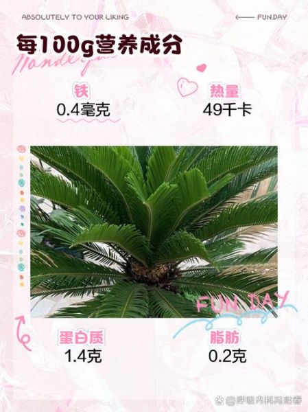 铁树叶的功效与作用_铁树叶能治什么病-第1张图片-山城妙识