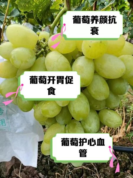 葡萄的功效与作用有哪些_葡萄营养价值高吗-第2张图片-山城妙识