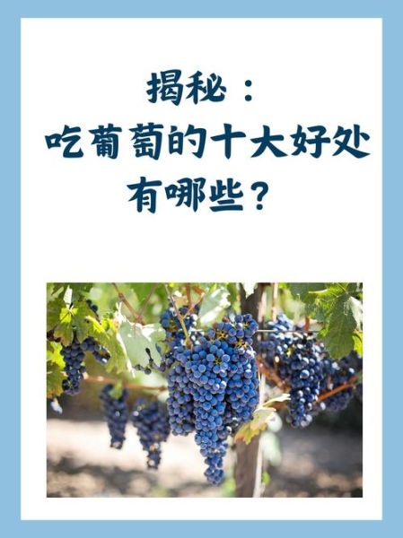 葡萄的功效与作用有哪些_葡萄营养价值高吗-第1张图片-山城妙识
