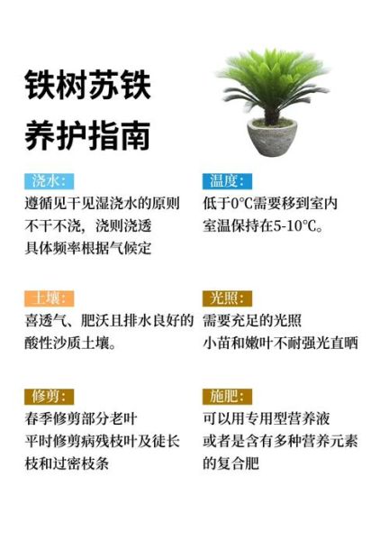 铁树叶的功效与作用_铁树叶能治什么病-第2张图片-山城妙识