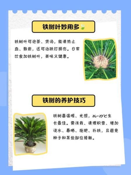 铁树叶的功效与作用_铁树叶能治什么病-第3张图片-山城妙识