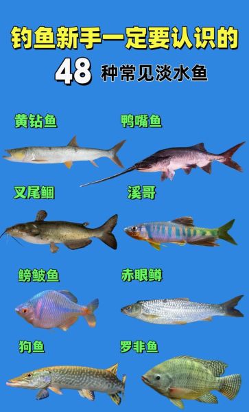 鱼的图片大全及名字_常见淡水鱼有哪些-第2张图片-山城妙识