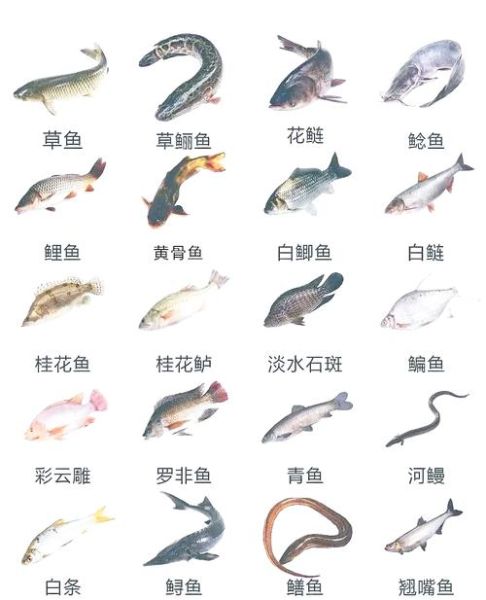 鱼的图片大全及名字_常见淡水鱼有哪些-第1张图片-山城妙识