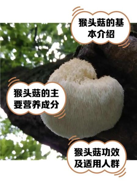 猴头菇的功效与作用及禁忌是什么_哪些人不能吃-第3张图片-山城妙识