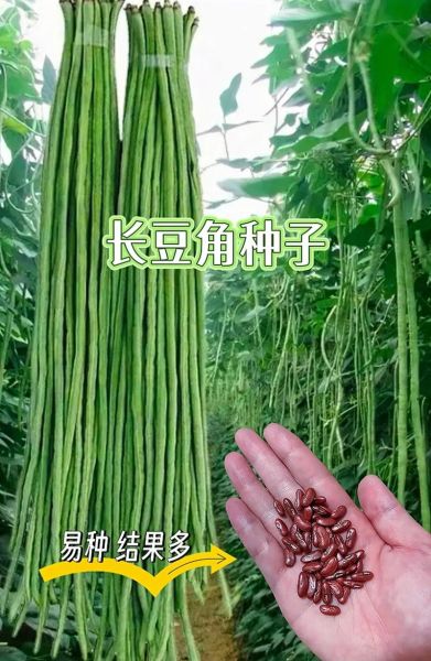 豇豆种子怎么挑选_豇豆种子什么时候播种-第2张图片-山城妙识