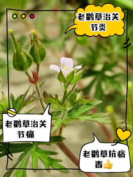 老鹳草的功效与作用_老鹳草能治疗哪些疾病-第1张图片-山城妙识