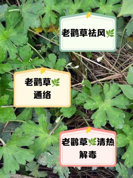 老鹳草的功效与作用_老鹳草能治疗哪些疾病-第3张图片-山城妙识