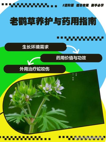 老鹳草的功效与作用_老鹳草能治疗哪些疾病-第2张图片-山城妙识