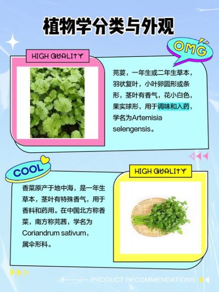 芫荽和香菜的区别图片_怎么区分-第1张图片-山城妙识