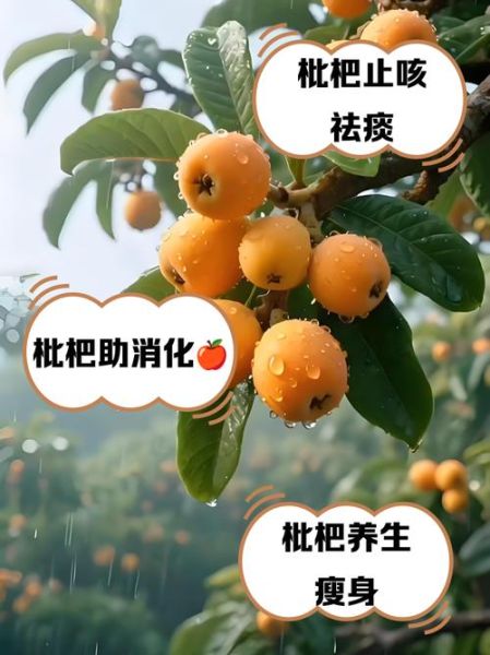 鲜枇杷果的功效与作用_枇杷果怎么吃止咳-第1张图片-山城妙识 鲜枇杷果的功效与作用_枇杷果怎么吃止咳-第1张图片-山城妙识