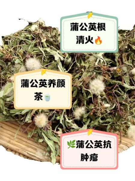 蒲公英根有什么功效_蒲公英根泡水喝的禁忌-第1张图片-山城妙识 蒲公英根有什么功效_蒲公英根泡水喝的禁忌-第1张图片-山城妙识