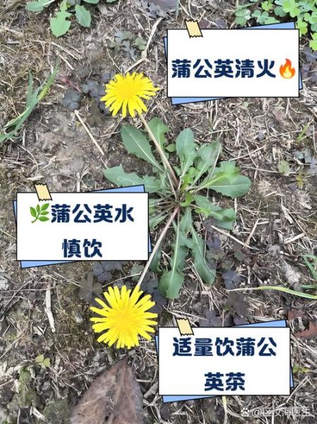 蒲公英根有什么功效_蒲公英根泡水喝的禁忌-第2张图片-山城妙识 蒲公英根有什么功效_蒲公英根泡水喝的禁忌-第2张图片-山城妙识
