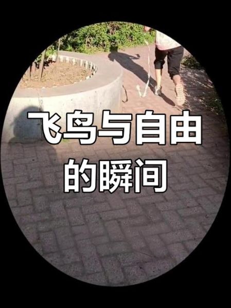 鹌鹑会飞吗_鹌鹑能飞多高多远-第2张图片-山城妙识