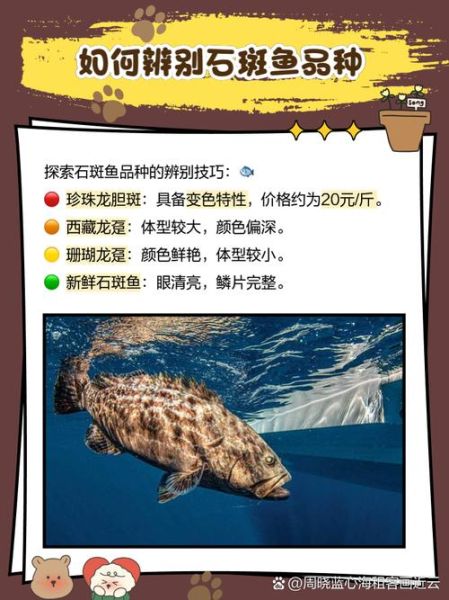 野生石斑鱼多少钱一斤_野生石斑鱼价格表-第1张图片-山城妙识