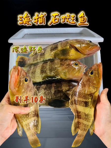 野生石斑鱼多少钱一斤_野生石斑鱼价格表-第2张图片-山城妙识