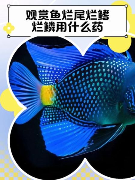 鱼鳍烂了怎么治疗_鱼鳍烂了用什么药-第2张图片-山城妙识