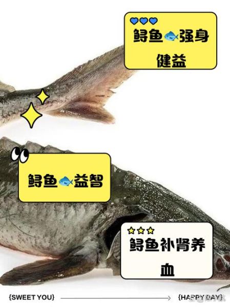 鲟鱼的营养价值_鲟鱼怎么吃最补-第2张图片-山城妙识 鲟鱼的营养价值_鲟鱼怎么吃最补-第2张图片-山城妙识