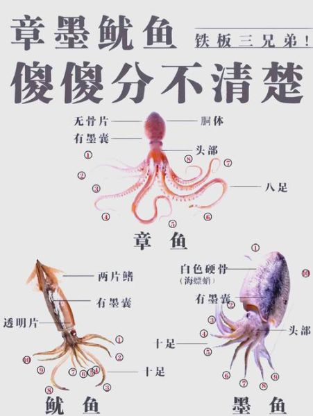 鱿鱼和章鱼有什么区别_墨鱼乌贼傻傻分不清-第1张图片-山城妙识