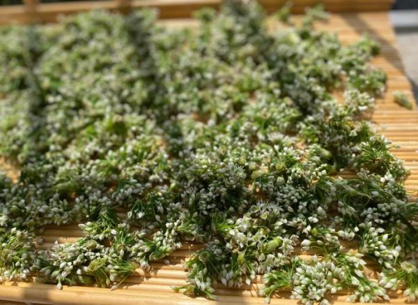 韭菜花怎么腌制好吃_韭菜花酱做法窍门-第3张图片-山城妙识