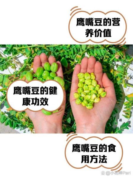 鹰嘴豆的功效与作用_鹰嘴豆的禁忌人群-第2张图片-山城妙识 鹰嘴豆的功效与作用_鹰嘴豆的禁忌人群-第2张图片-山城妙识