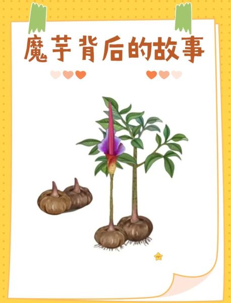魔芋苗长什么样子_如何辨别真假魔芋苗-第1张图片-山城妙识