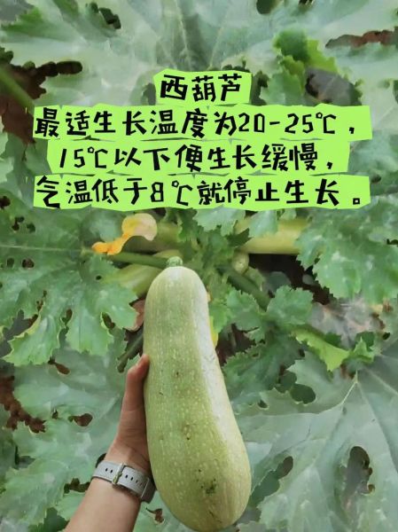 西葫芦致癌是真的吗_西葫芦高温烹饪致癌吗-第2张图片-山城妙识