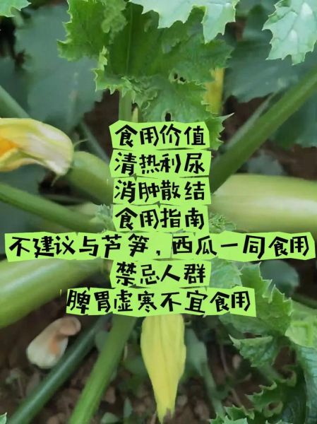 西葫芦致癌是真的吗_西葫芦高温烹饪致癌吗-第3张图片-山城妙识