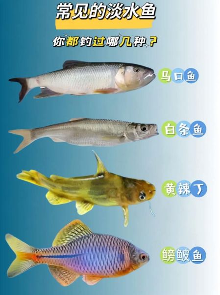 鱼的图片大全_常见淡水鱼种类有哪些-第3张图片-山城妙识
