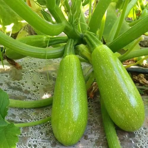 西葫芦致癌是真的吗_西葫芦高温烹饪致癌吗-第1张图片-山城妙识