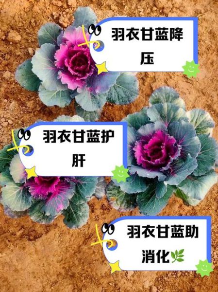 甘蓝的功效与作用_甘蓝怎么吃最健康-第3张图片-山城妙识