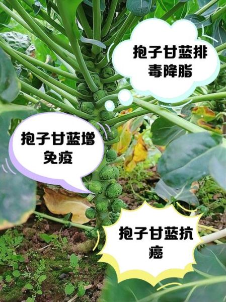 甘蓝的功效与作用_甘蓝怎么吃最健康-第2张图片-山城妙识