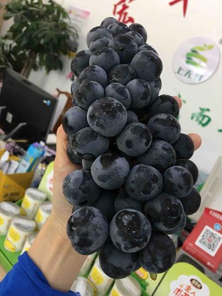 黑提子孕妇能吃吗_黑提子功效与作用-第3张图片-山城妙识
