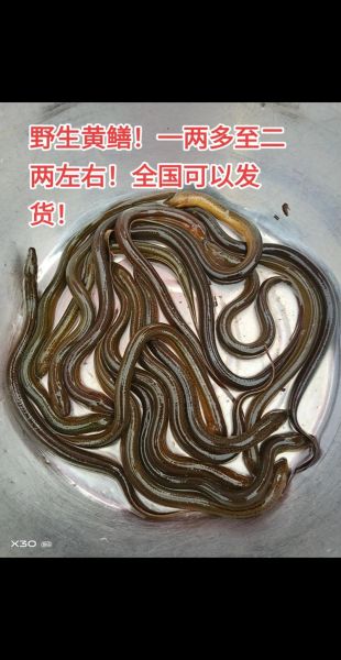 野生黄鳝怎么分辨_野生黄鳝图片长什么样-第3张图片-山城妙识