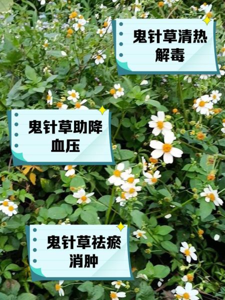 鬼针草的功效与作用_鬼针草怎么吃-第1张图片-山城妙识