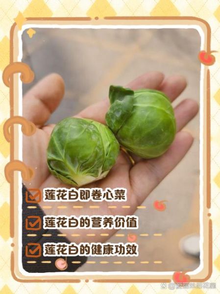 莲花白嘌呤含量高吗_痛风能不能吃莲花白-第1张图片-山城妙识
