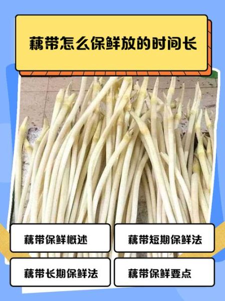 藕带长在哪里_藕带是莲藕的哪个部位-第3张图片-山城妙识