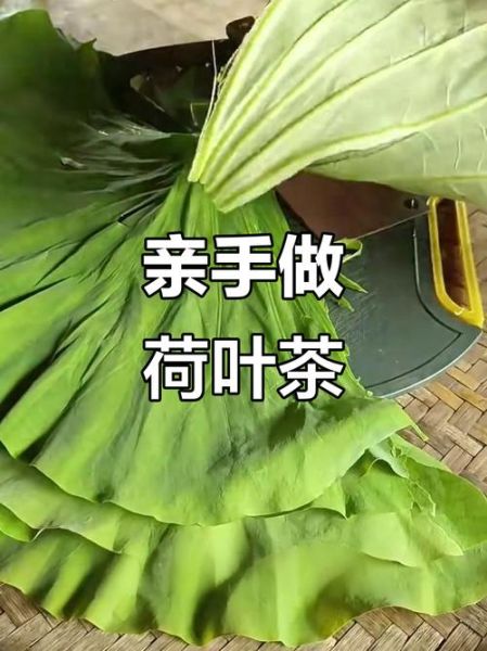 荷叶茶怎么制作_自己采摘荷叶做茶步骤-第1张图片-山城妙识