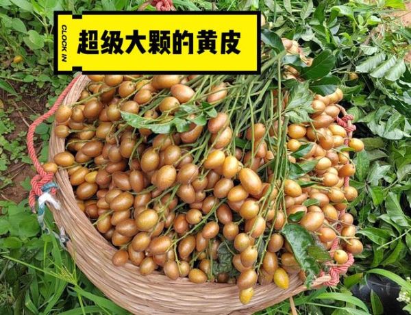 鸡心黄皮果怎么吃_鸡心黄皮果功效与作用-第1张图片-山城妙识