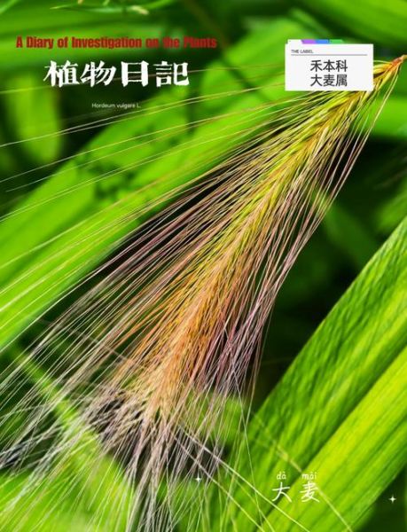 青稞和燕麦的区别_哪个更适合减肥-第3张图片-山城妙识 青稞和燕麦的区别_哪个更适合减肥-第3张图片-山城妙识