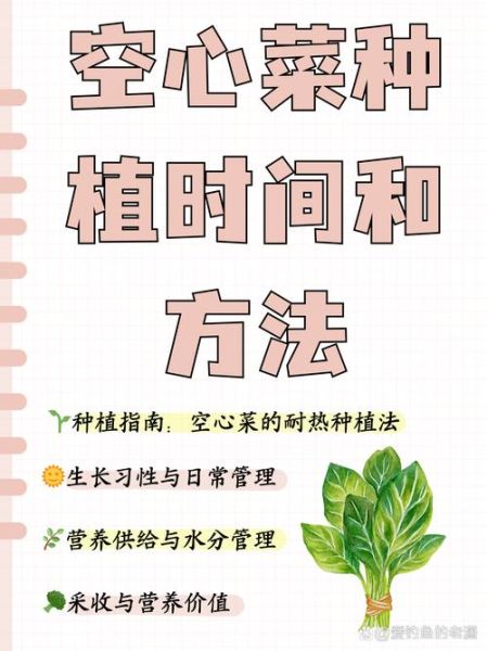 空心菜怎么种植_空心菜种植时间和方法-第1张图片-山城妙识